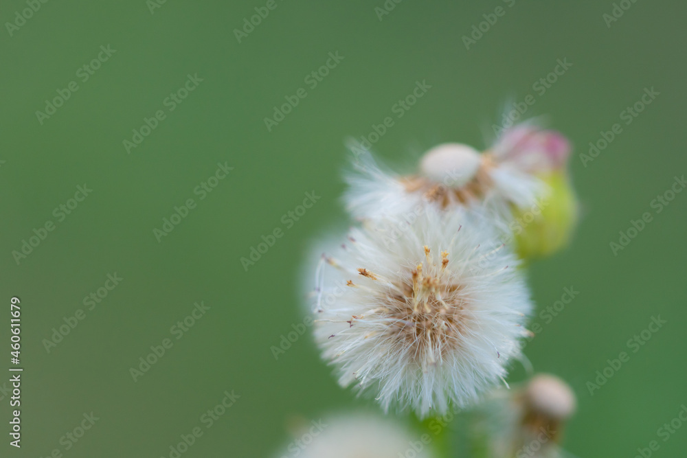 Erigeron sumatrensis is an annual herb. Guernsey fleabane. fleabane ...