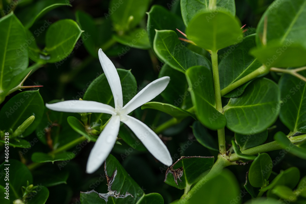 Carissa macrocarpa is a shrub native to tropical and southern Africa ...