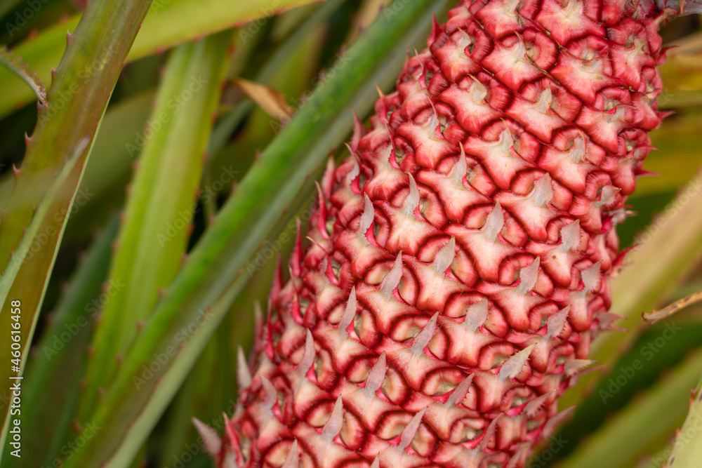 Ananas bracteatus. Red pineapple . The pineapple (Ananas comosus) is a ...