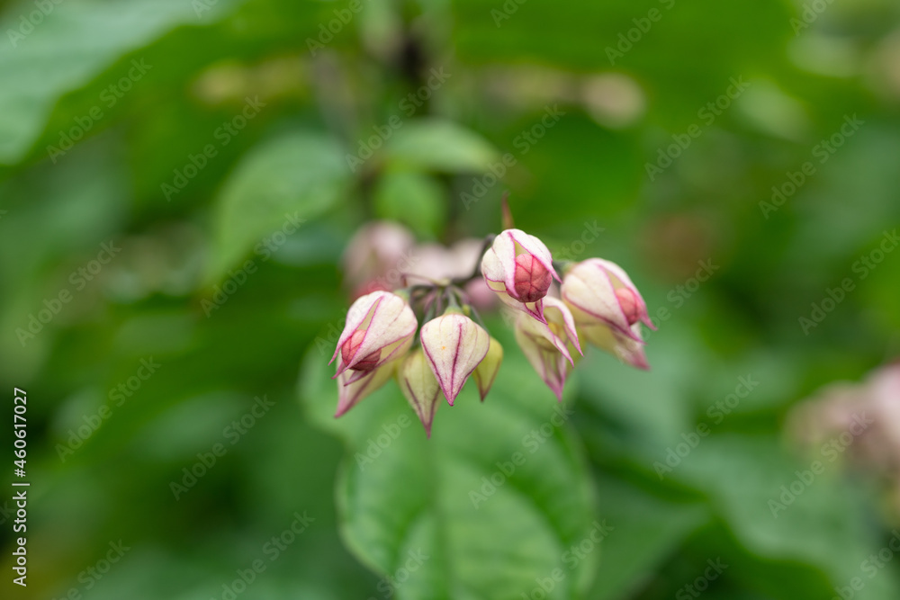 Pagoda Flower (Clerodendrum x speciosum). Clerodendrum is a genus of ...