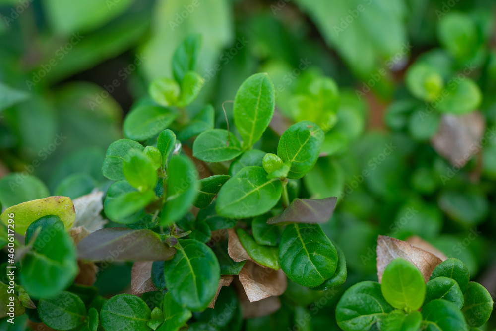 Barleria repens, the small bush violet, is a plant in the family ...