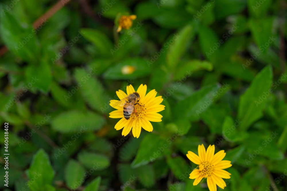 Sphagneticola trilobata, Bay Biscayne creeping-oxeye, Singapore daisy ...
