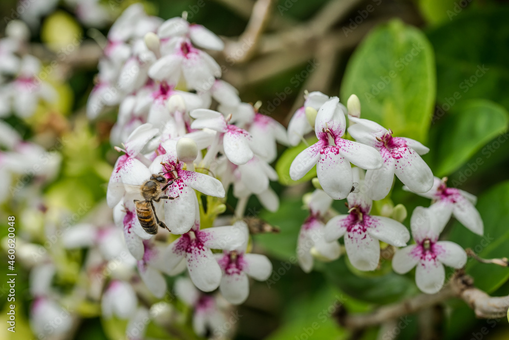 Pseuderanthemum is a genus of plant in family Acanthaceae and tribe ...