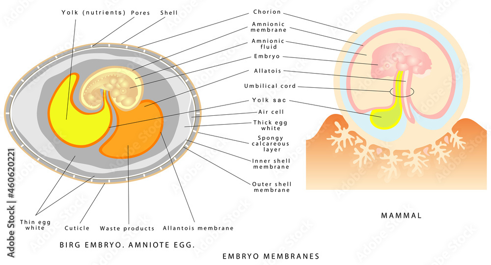 Embryo membranes. Embryonic membranes of birds and mammals. Bird egg ...