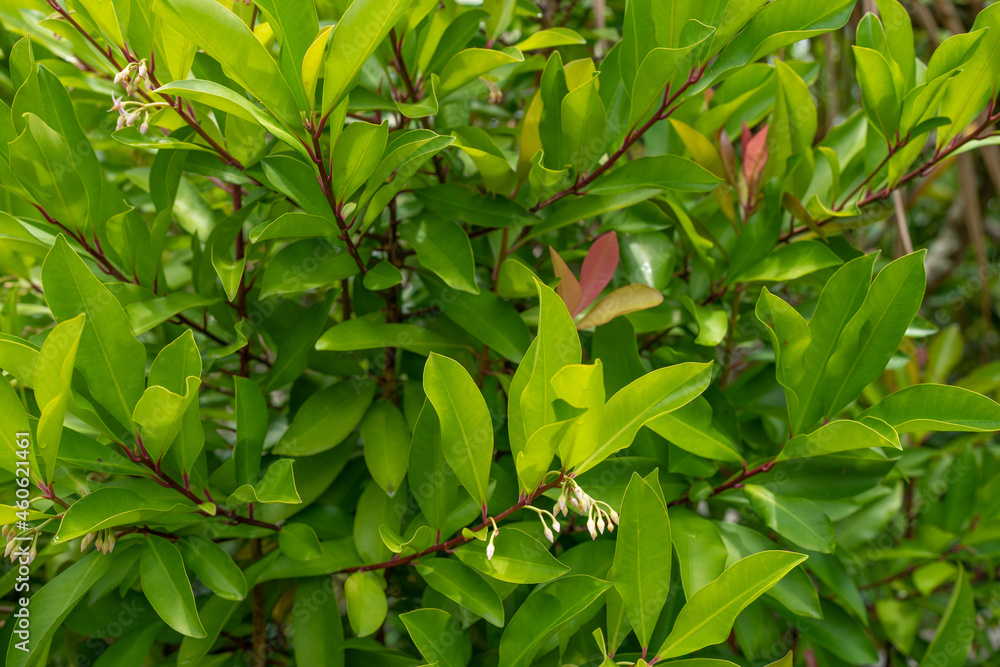 Ardisia elliptica is an evergreen tree, also known as the shoebutton ...