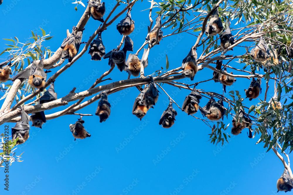 Grey-headed flying foxes hanging in a tree. Australian native animal ...