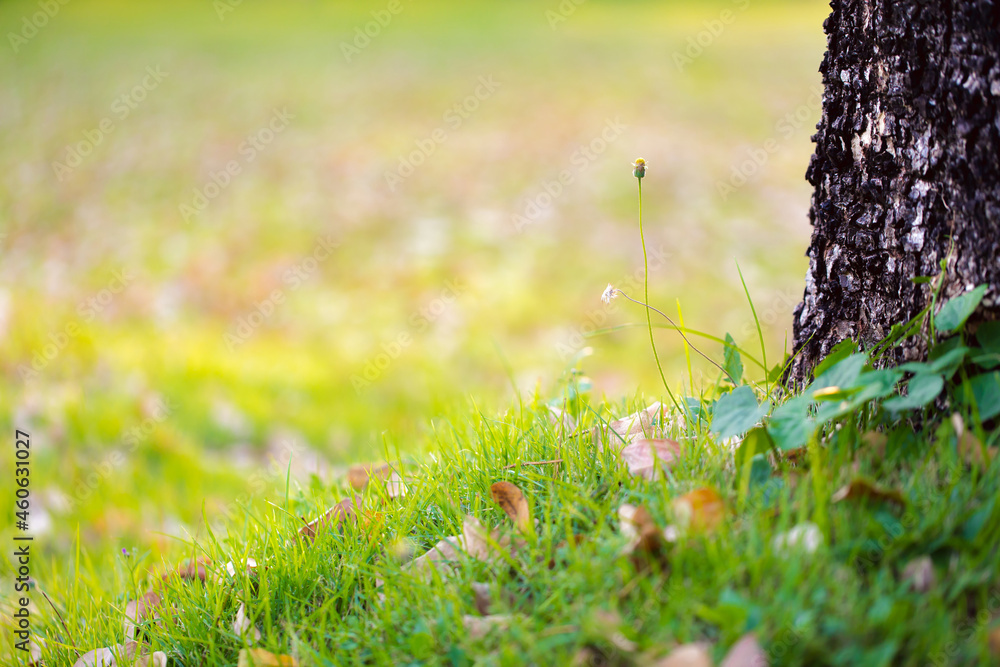 Beautiful summer landscape with field of grass and sunlight in morning ...