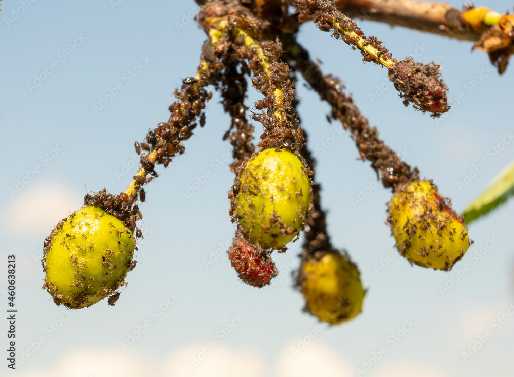 Fruits of sweet cherry covered with aphids on tree branch. Pests of ...