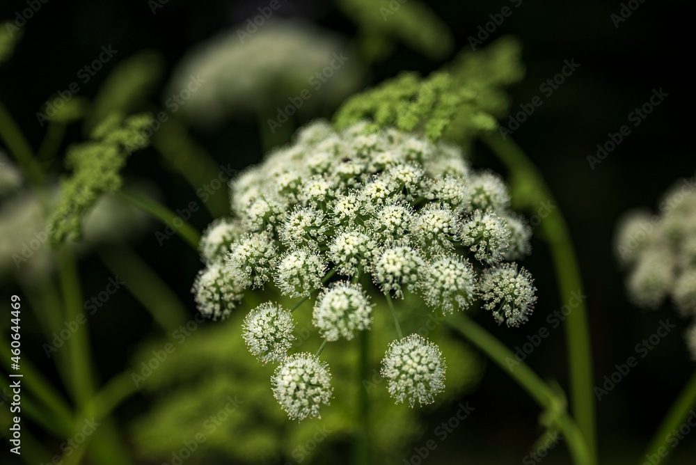 Close up of blooming wild angelica (Angelica sylvestris), a species of ...