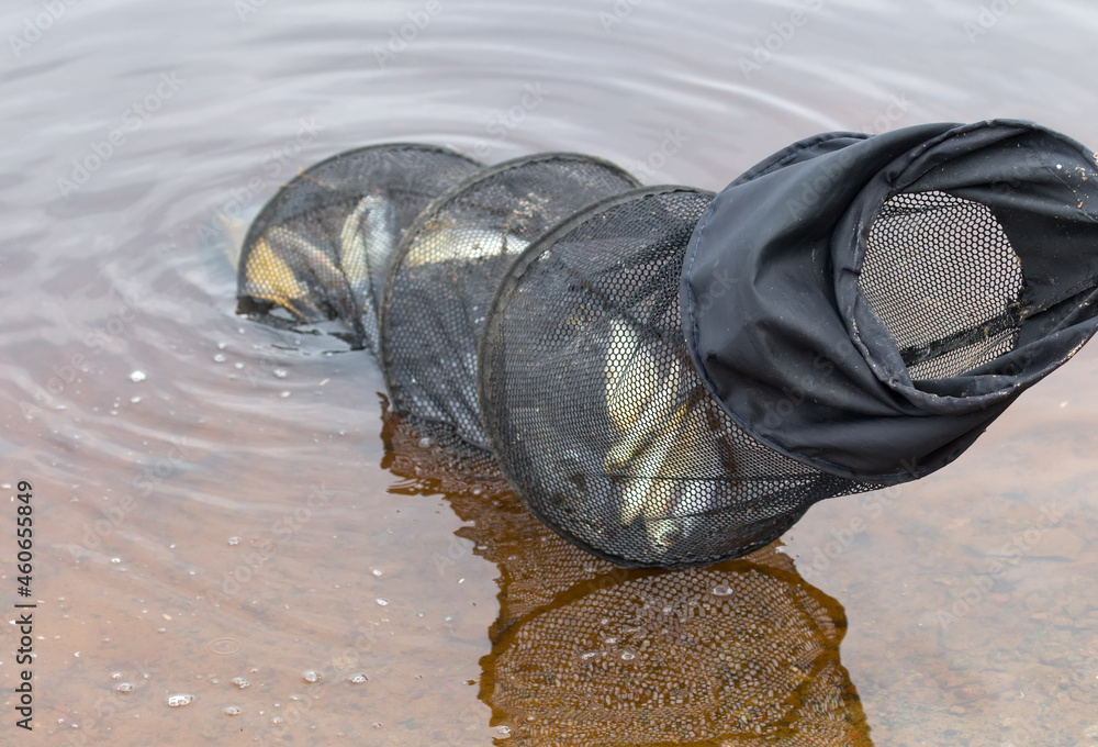 Net live-fish well is lowered in the water. The fisherman's catch ...