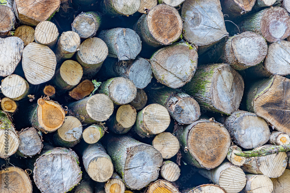 Wood texture background. Raw wood stacked in the forest, afforestation ...