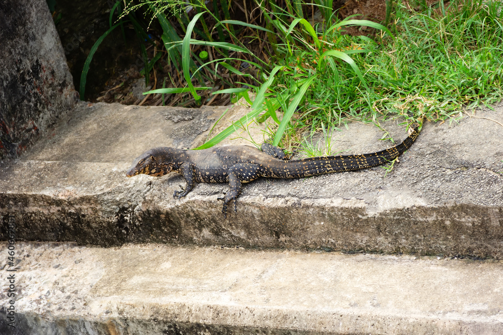 Foto de Water monitor lizard on the concrete bank of the canal. This ...