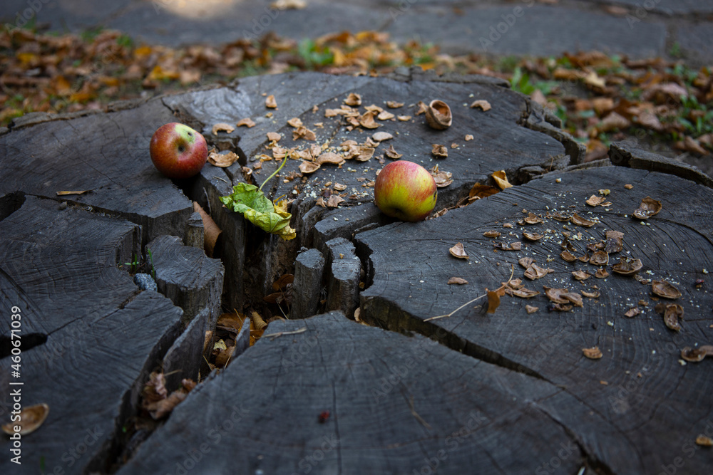 picture of autumn. stump, apple trees, walnut skins. still life Stock ...