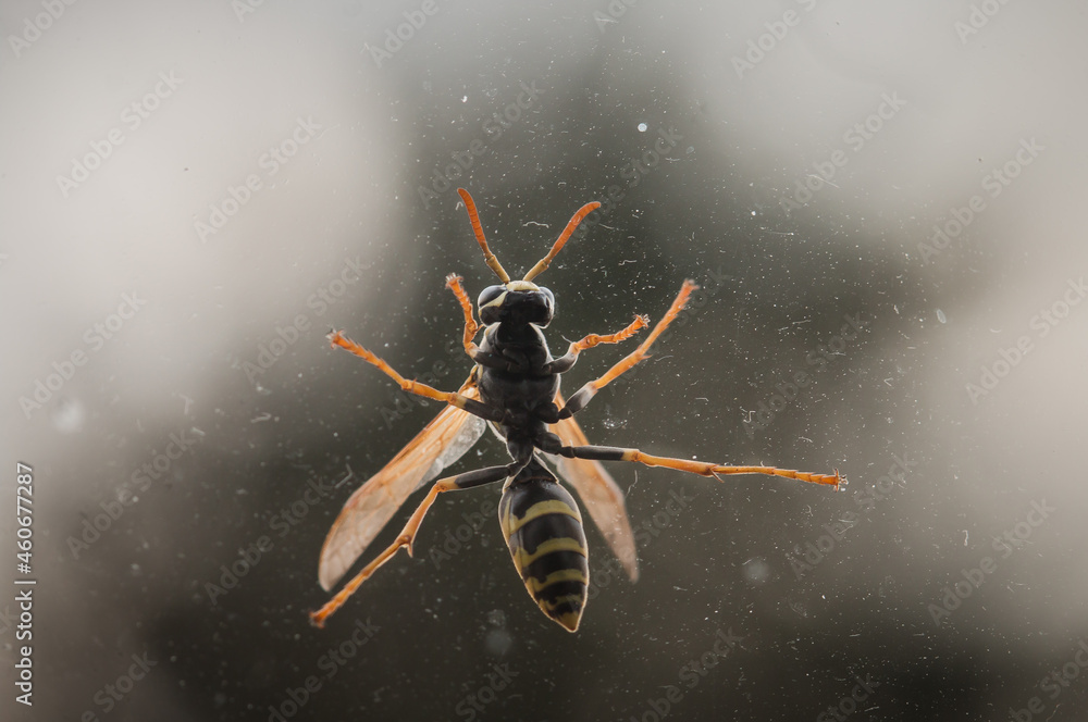 insekt, osa, makro, bee, zwierzak, charakter, bugów, fruwać, izolowany ...