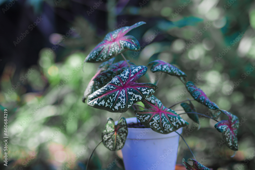 Green Caladium red star or heart of Jesus, or caladium tricolor with ...