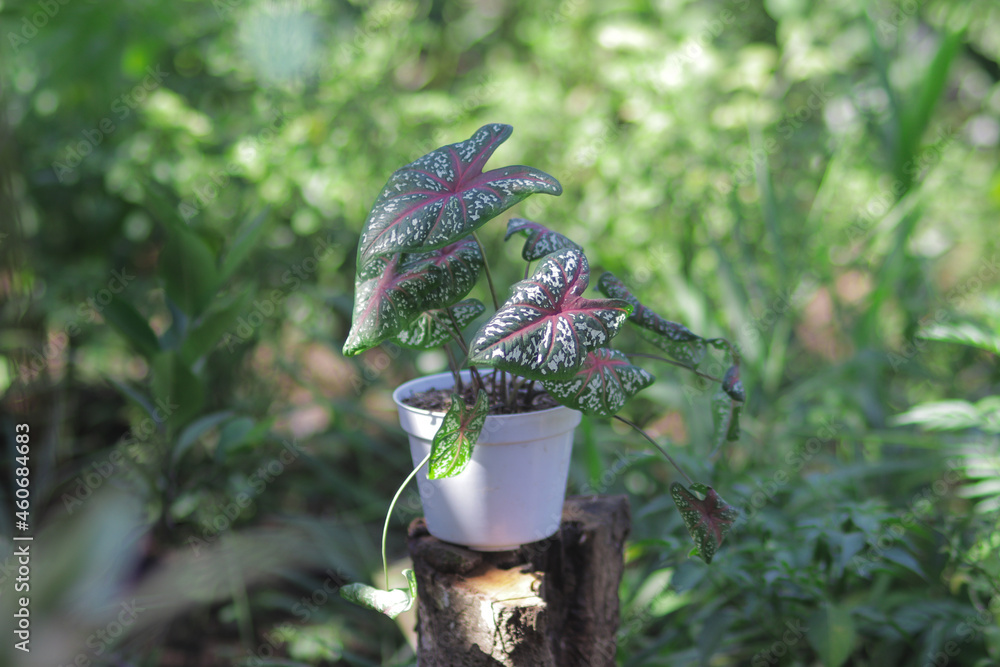 Green Caladium red star or heart of Jesus, or caladium tricolor with ...