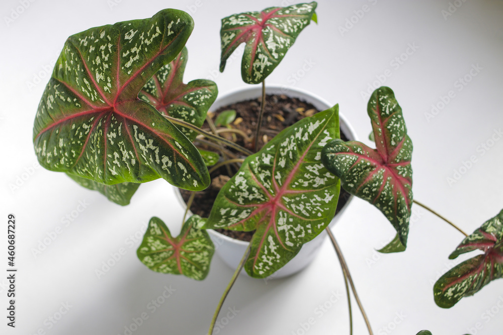 Close up view of Green Caladium red star or heart of Jesus, or caladium ...