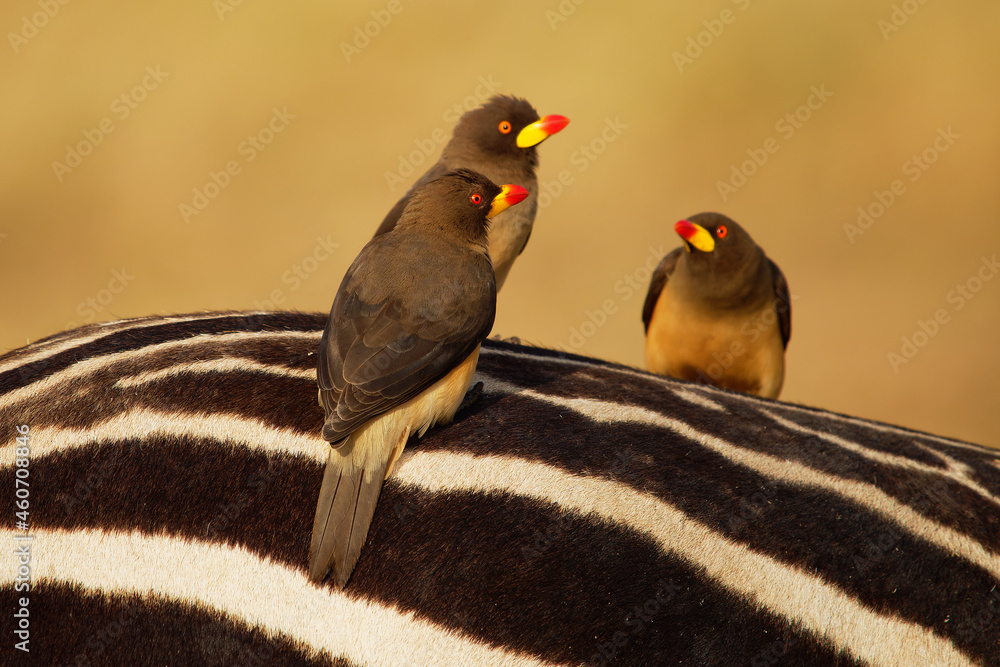 Yellow-billed Oxpecker - Buphagus africanus passerine bird in ...