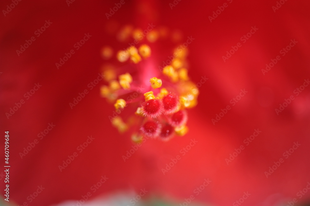 Extreme macro of the stamen of the flower of Chinese hibiscus, China ...
