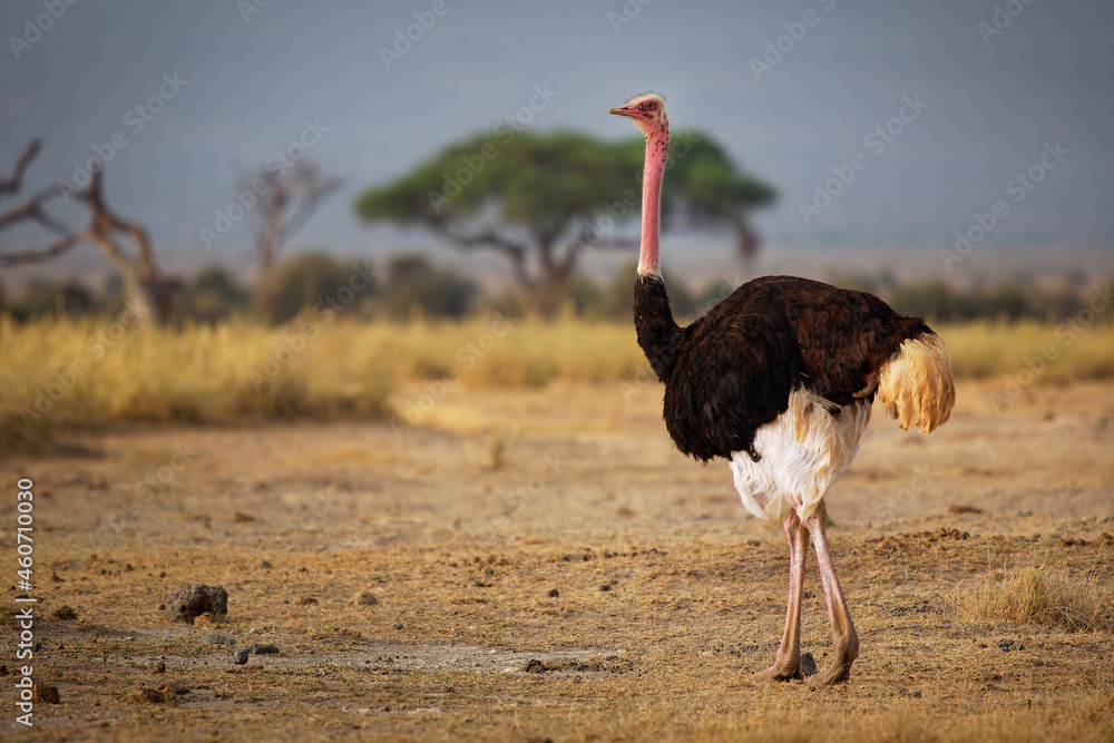 Common Ostrich - Struthio camelus is a species of flightless bird ...