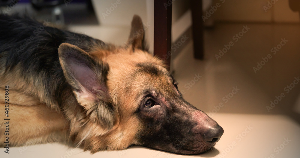 German shepherd dog face with allergic rhinitis dermatitis skin problem ...