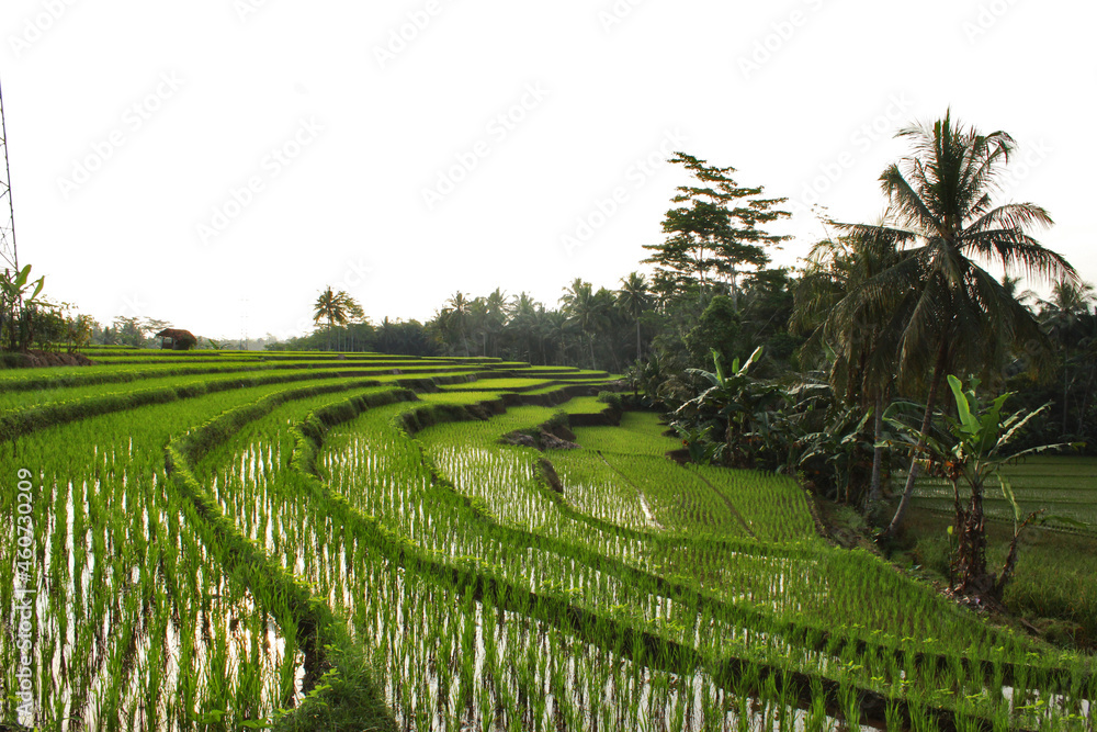 terraced rice green fields, freshness nature background wallpaper ...