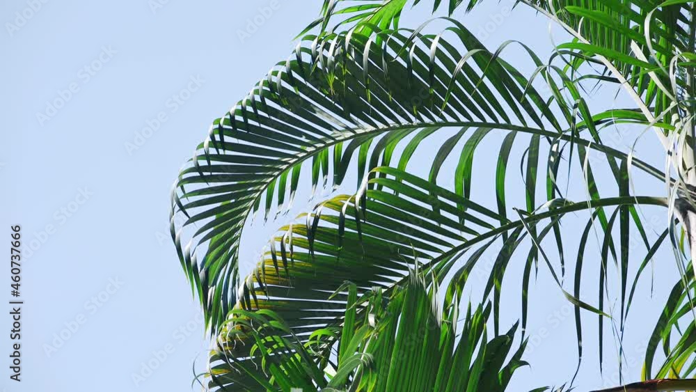 Background of tropical palm tree leaves swaying in the breeze with ...