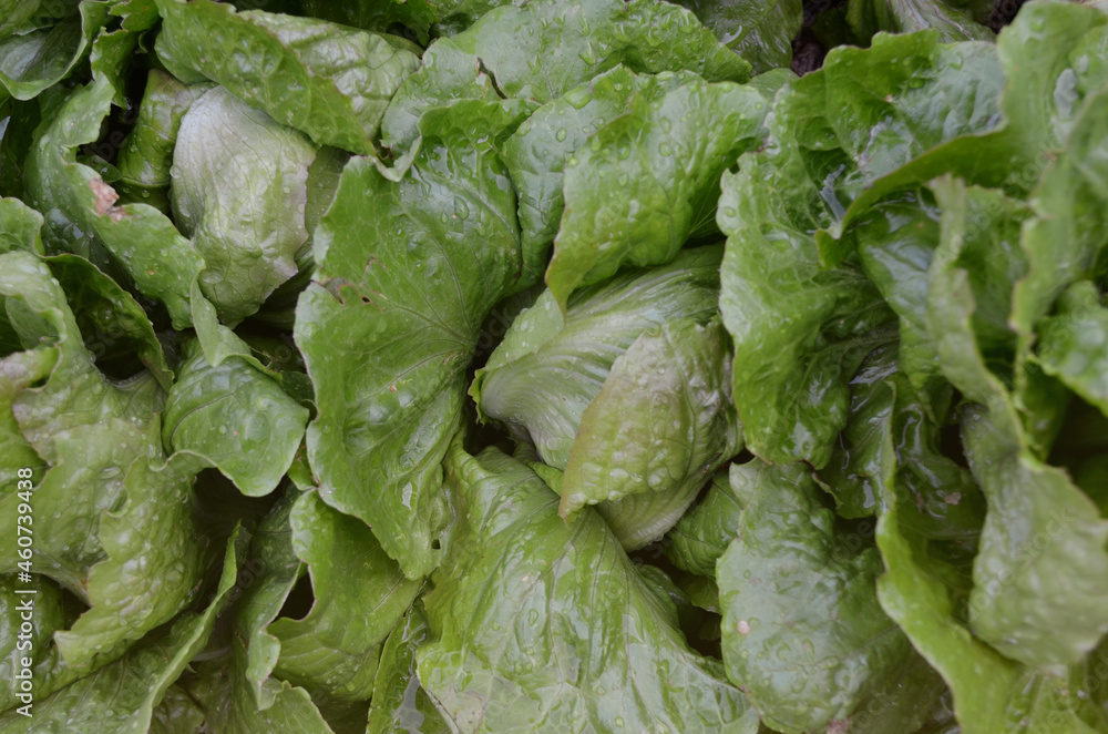 Plantas de lechuga fresca de la huerta orgánica en casa Stock Photo ...
