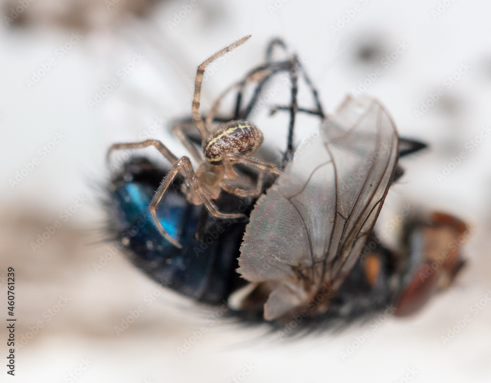 The spider caught a fly in the web. Stock Photo | Adobe Stock