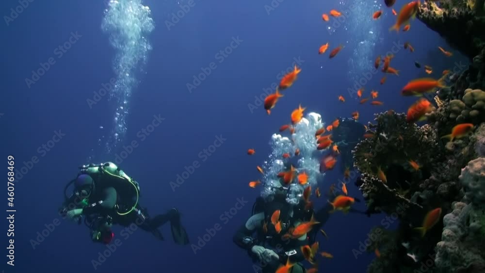 School of colorful coral fish on the blue background of the sea under ...