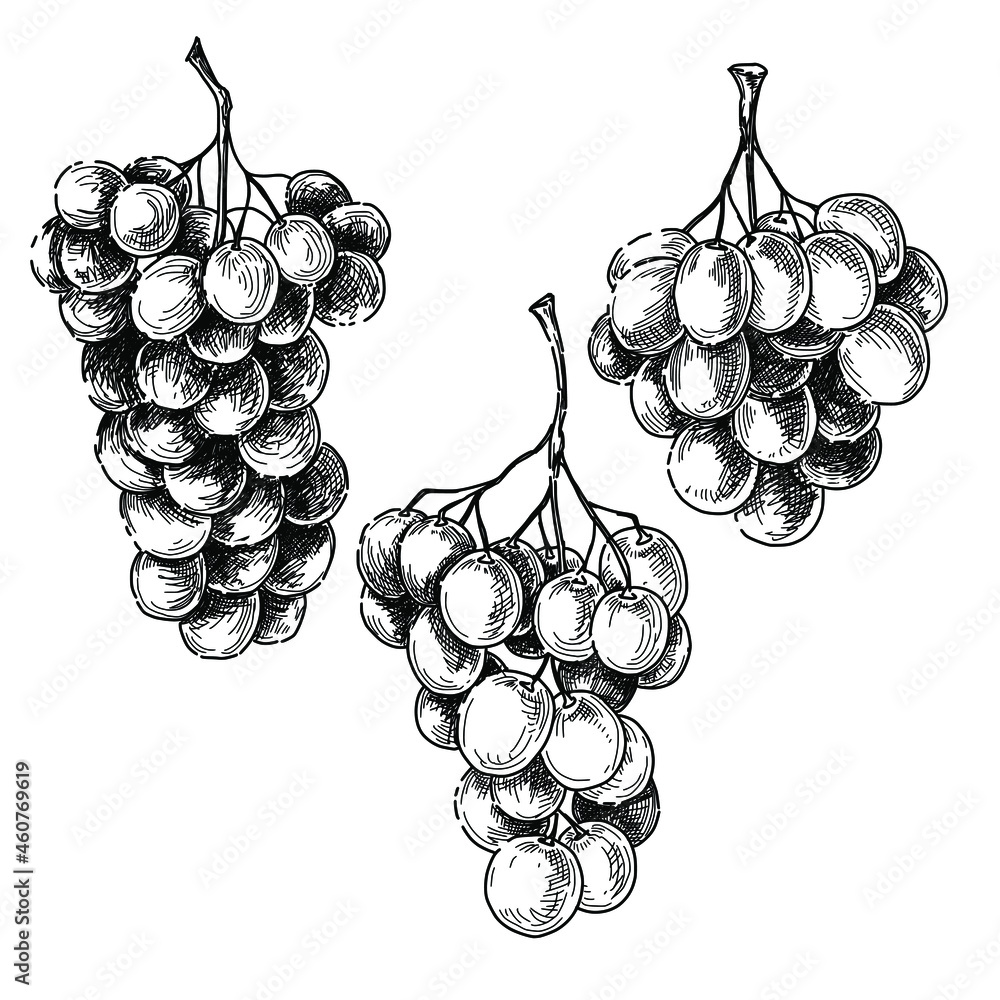 Grape sketch ink graphic set illustration, draft silhouette drawing ...