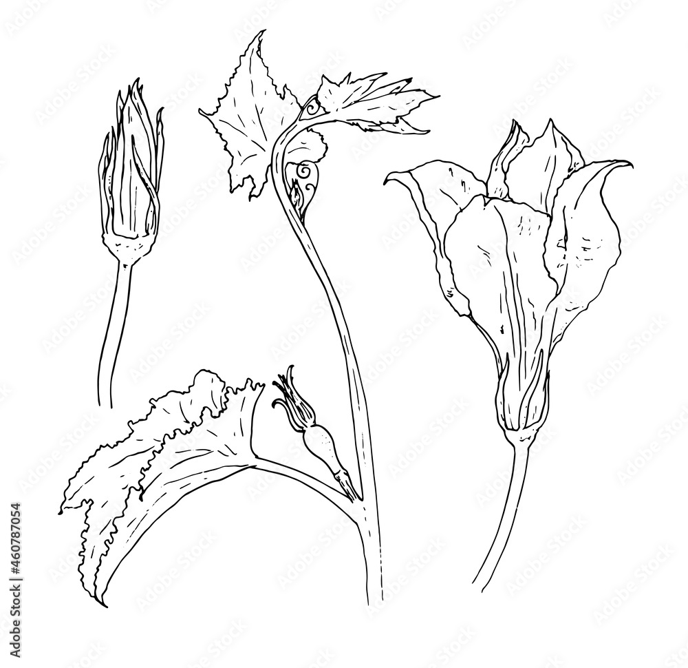 a set of zucchini flowers. sketch-style parts of a squash plant, flower ...