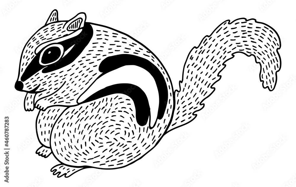 Cute chipmunk - line illustration. Black and white rodent sketch ...