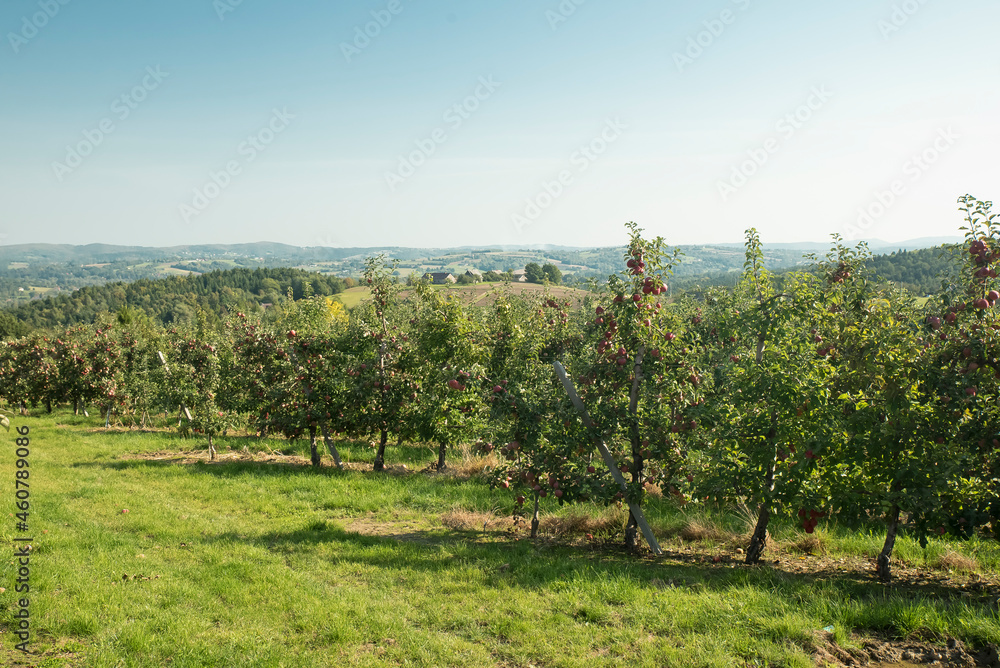 Sad jabłkowy Stock Photo | Adobe Stock