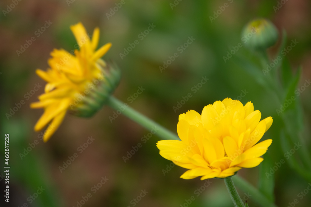 gelbe Blüten einer Gartenblume im Sommer Stock Photo | Adobe Stock