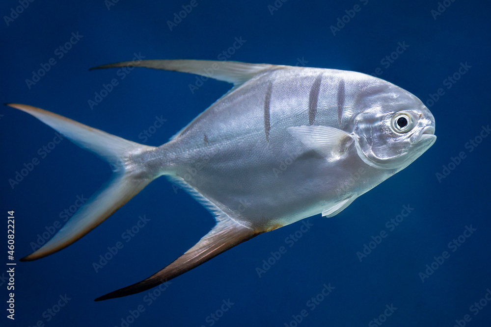 fish Palometa Trachinotus goodei swim in blue water in the aquarium ...