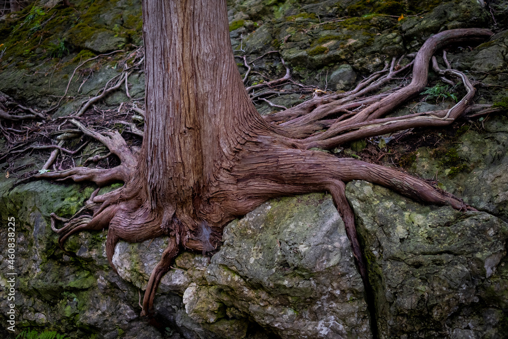 Large tree with exposed thick and long roots growing on a limestone ...