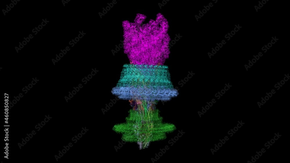 Cryo-EM structure of the flagellar motor-hook complex from Salmonella ... Cryo-EM structure of the flagellar motor-hook complex from Salmonella ...