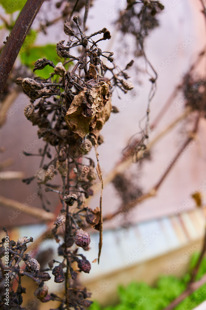Foto de dry grapes. dried grapes. abandoned vineyard. autumn grape. sick plant. sick grape. sick ...