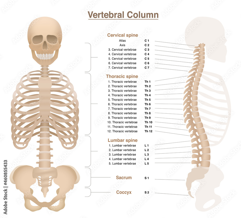 Vecteur Stock Skeleton With Spine Thorax Pelvic Bone And Skull vecteur-stock-skeleton-with-spine-thorax-pelvic-bone-and-skull