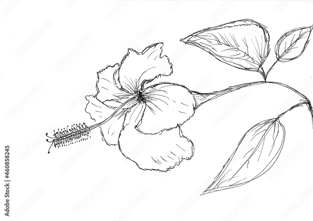 Hand drawing of Hibiscus flower and leaves Stock Illustration | Adobe Stock