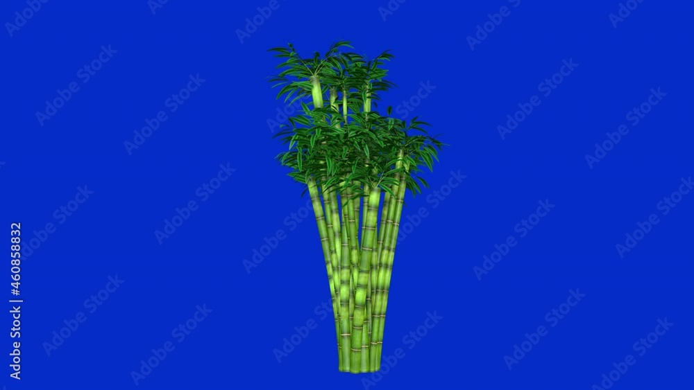 Bamboo tree growing in the wind, seamless loop, blue screen Chroma Key ...