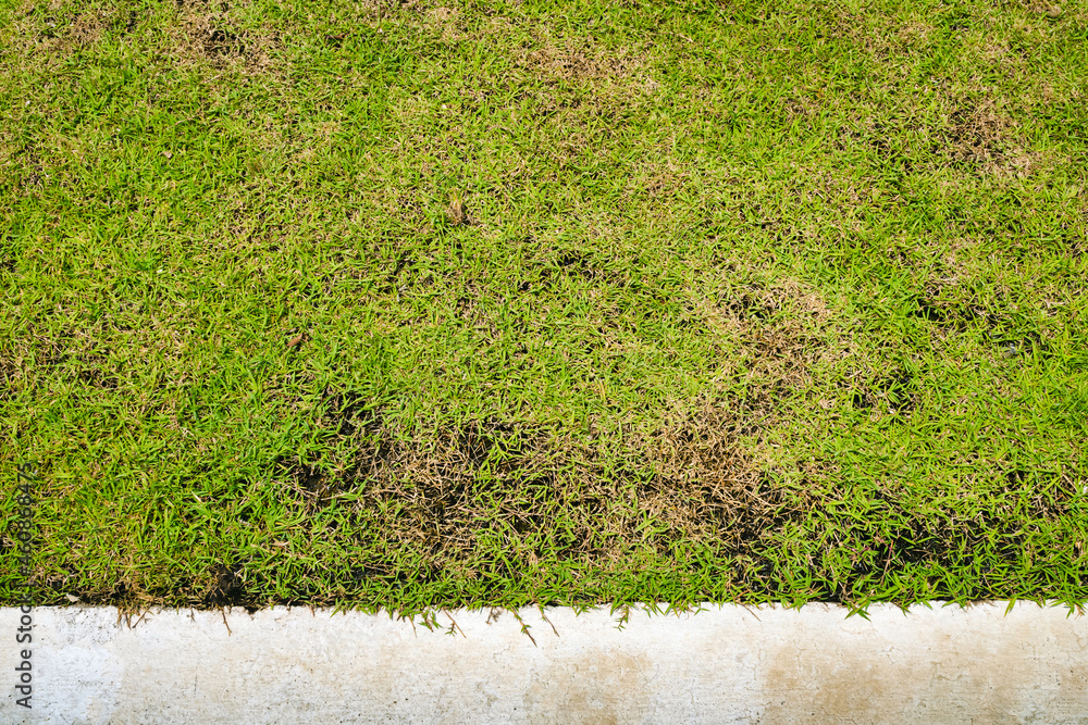 Dead grass of the nature background. a patch is caused by the ...