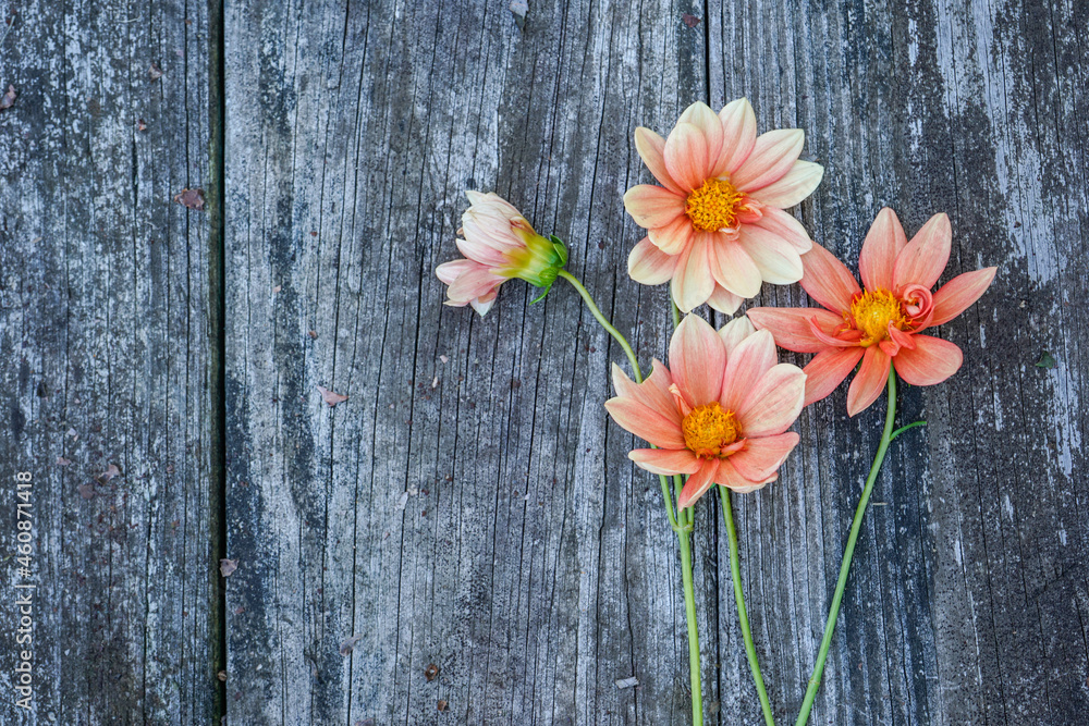 Graphic resource. Light orange flowers on a rustic, wood background ...
