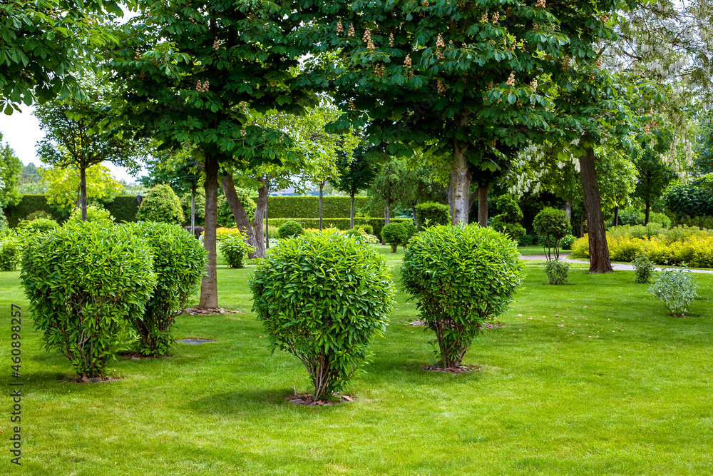 green deciduous bush in backyard garden bed, landscaped park with ...