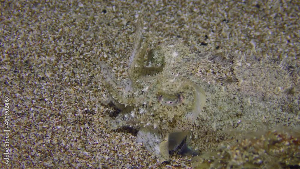 Common cuttlefish (Sepia officinalis) on a sandy bottom: wiggles ...