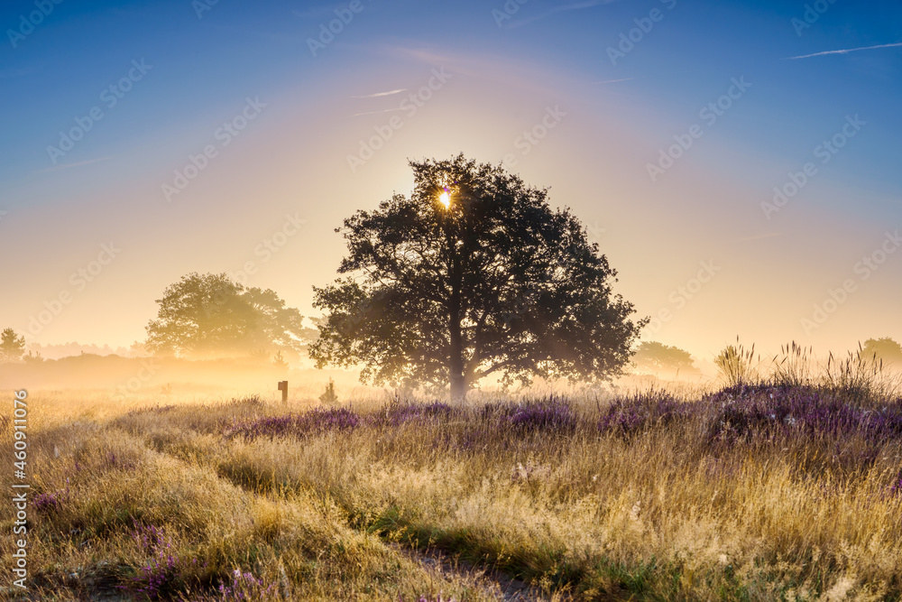 Sunrise heather landscape with sun rays shining through the branches of ...