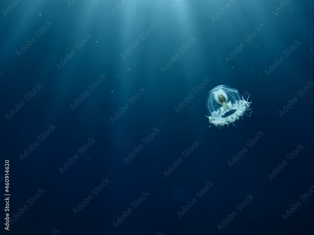 Turritopsis nutricula Turritopsis dohrnii Oceania O.armata immortal ...