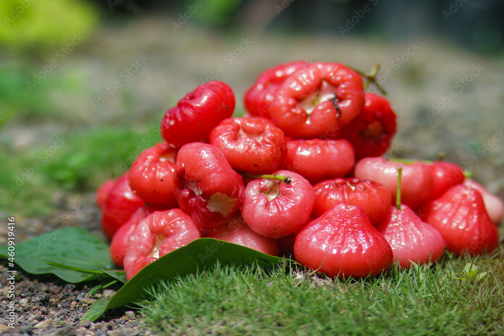 Foto de Group of Fresh ripe red rose apple fruits are ready for sale ...