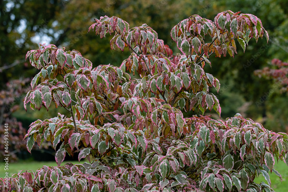 Variegated Cornus kousa Wolf Eyes foliage in autumn Stock Photo | Adobe ...